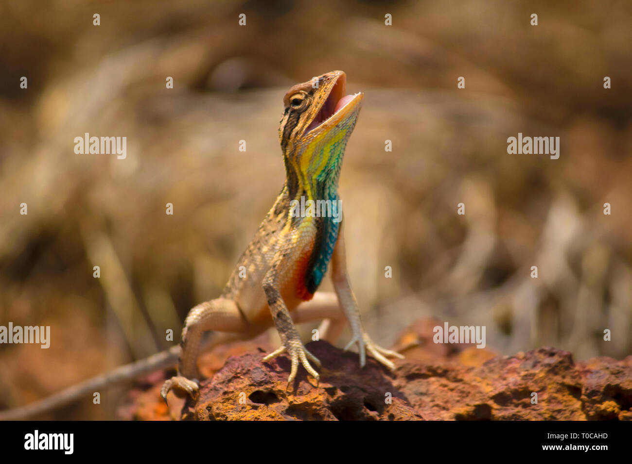 Fan Throated Lizard, Sitana ponticeriana, Close-up, Satara, Maharashtra ...