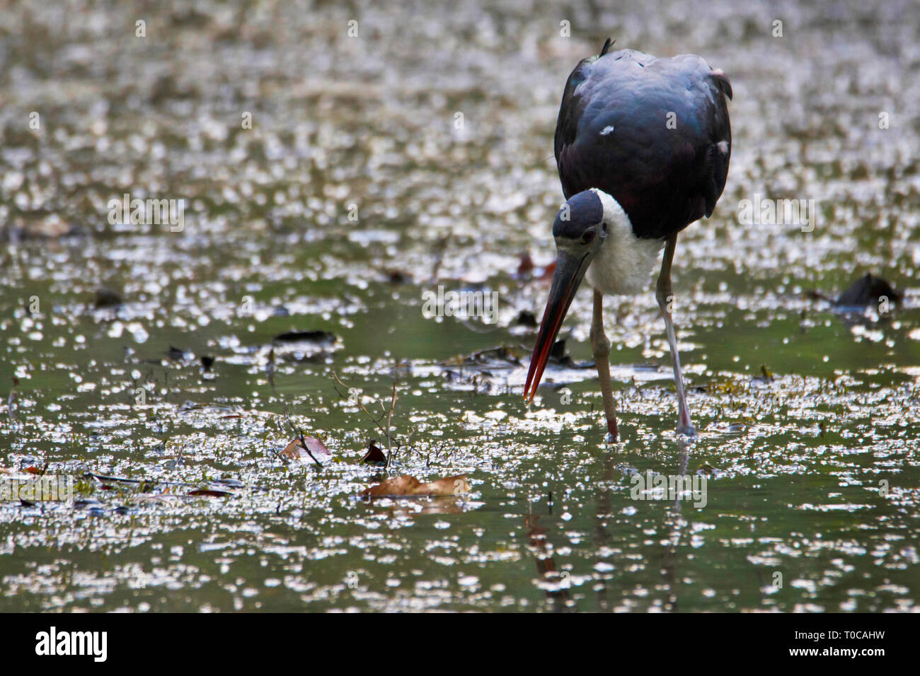 Wooly Neck Stork or white necked stork, Ciconia episcopus, Panna ...