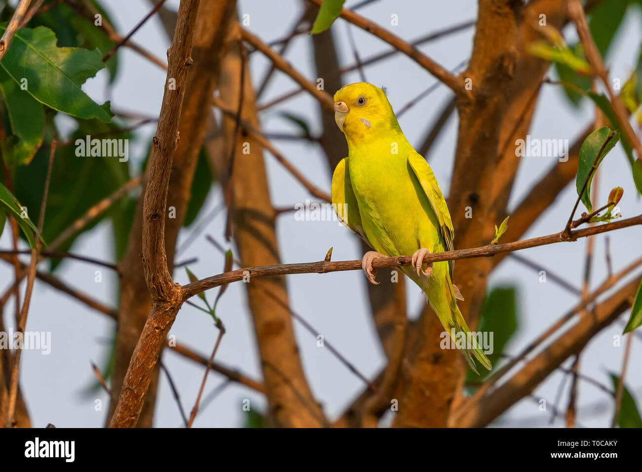 Yellow shell parakeet perching on a perch Stock Photo - Alamy