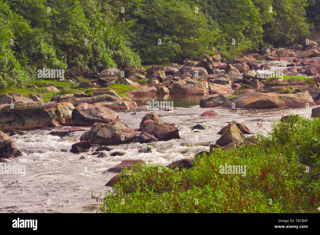 Flow of water in the forest Stock Photo - Alamy