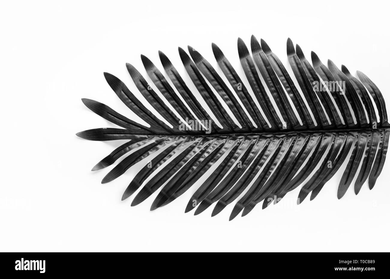 Tropic leaves design Black and White Stock Photos & Images - Alamy
