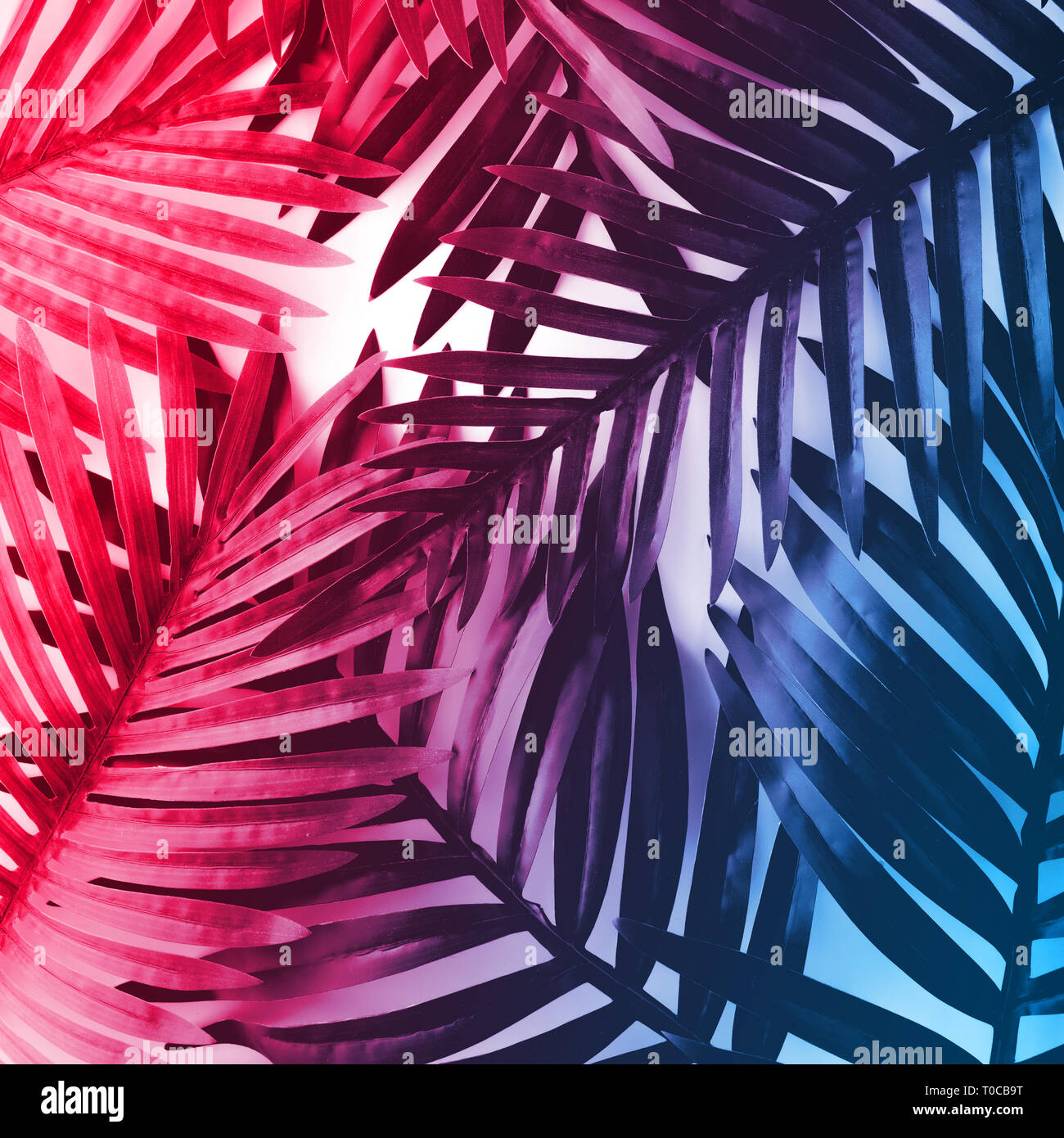 Tropical leaves with vibrant,gradient color background.Nature and ...