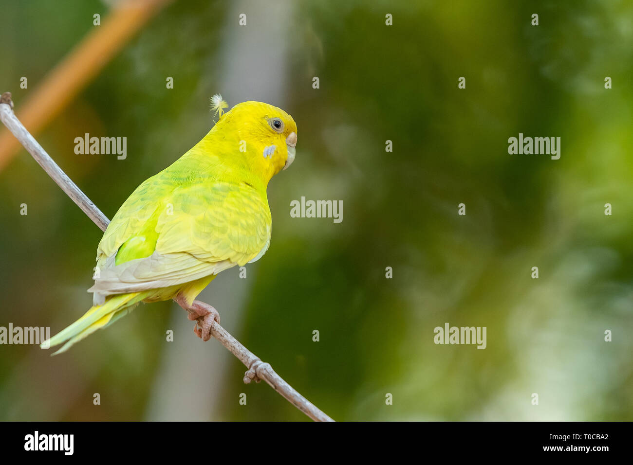Shell parakeet hi-res stock photography and images - Alamy