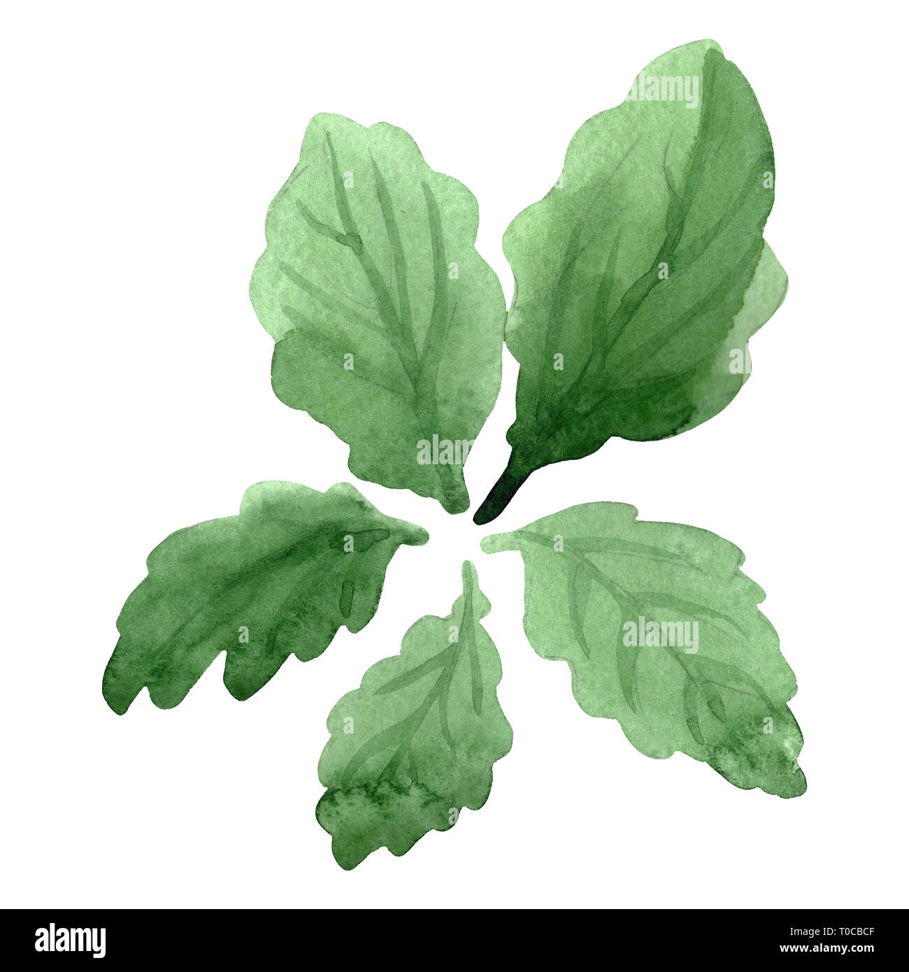 Aster green leaves. Wild spring leaf wildflower. Watercolor background ...