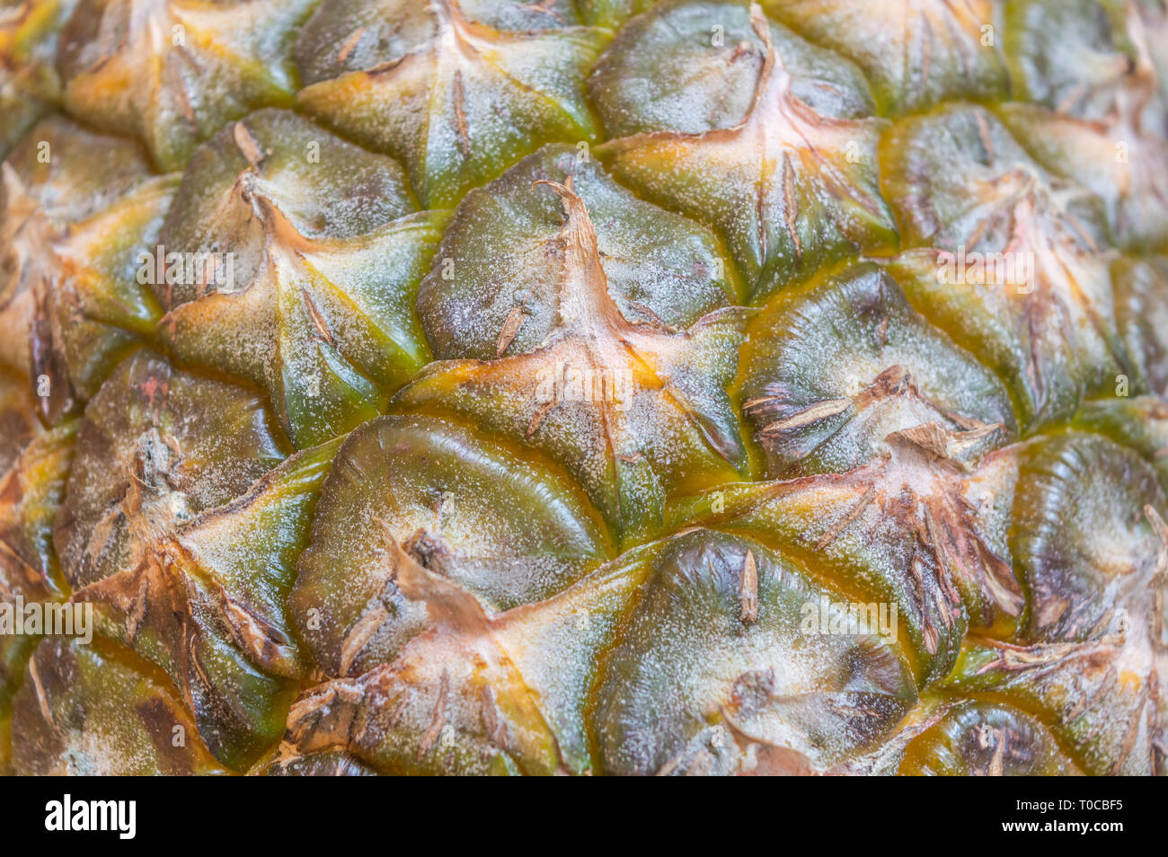 Shell of a pineapple showing clear details and texture, geometric ...