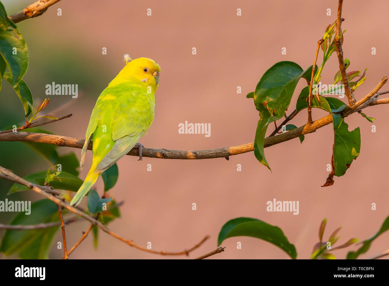 Shell parakeet hi-res stock photography and images - Alamy