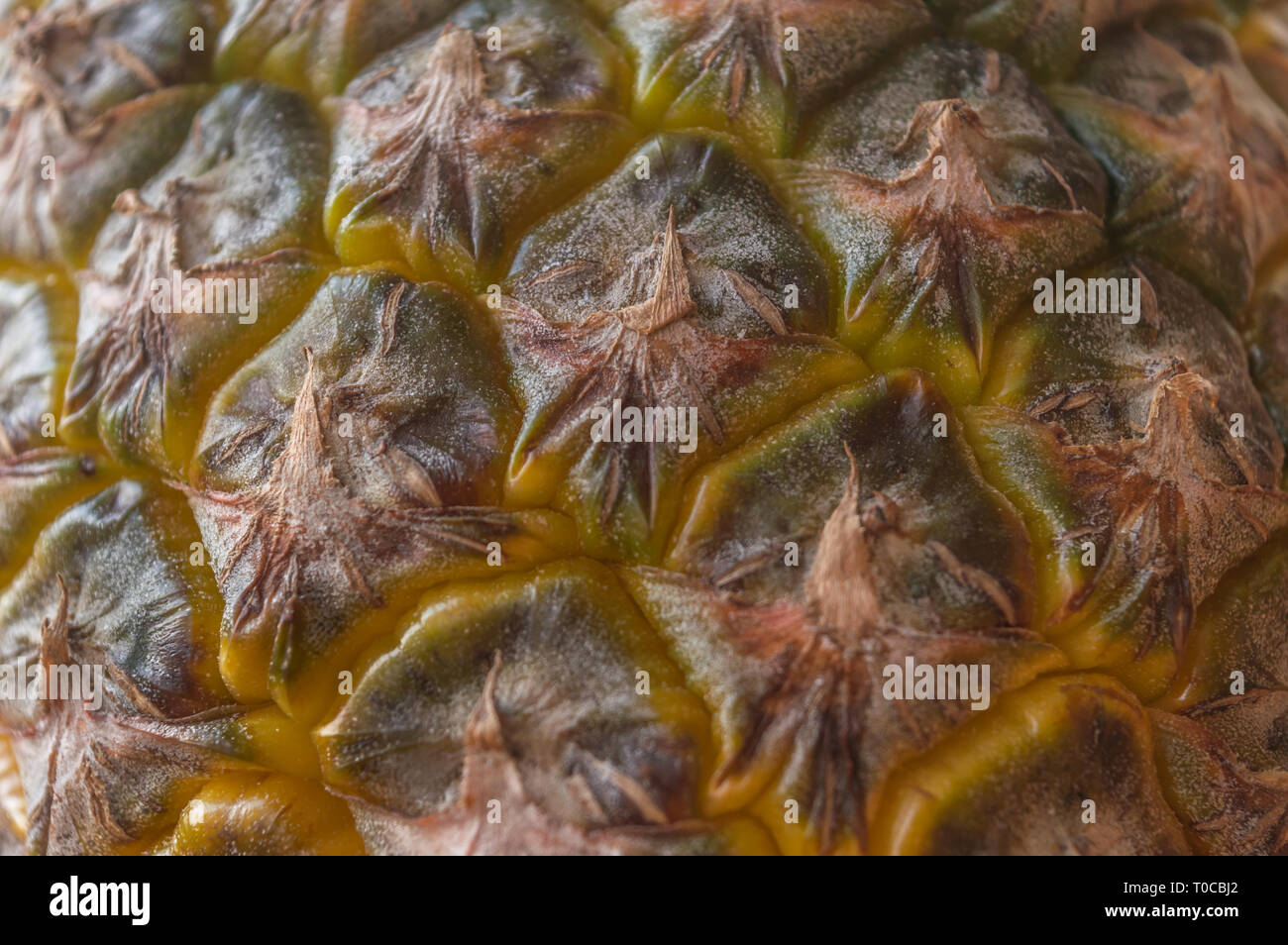 Shell of a pineapple showing clear details and texture, tropical fruit ...