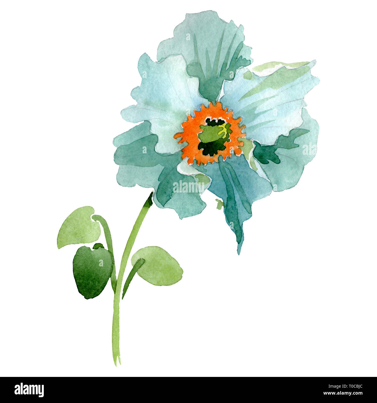 Turquoise poppy floral botanical flower. Watercolor background ...