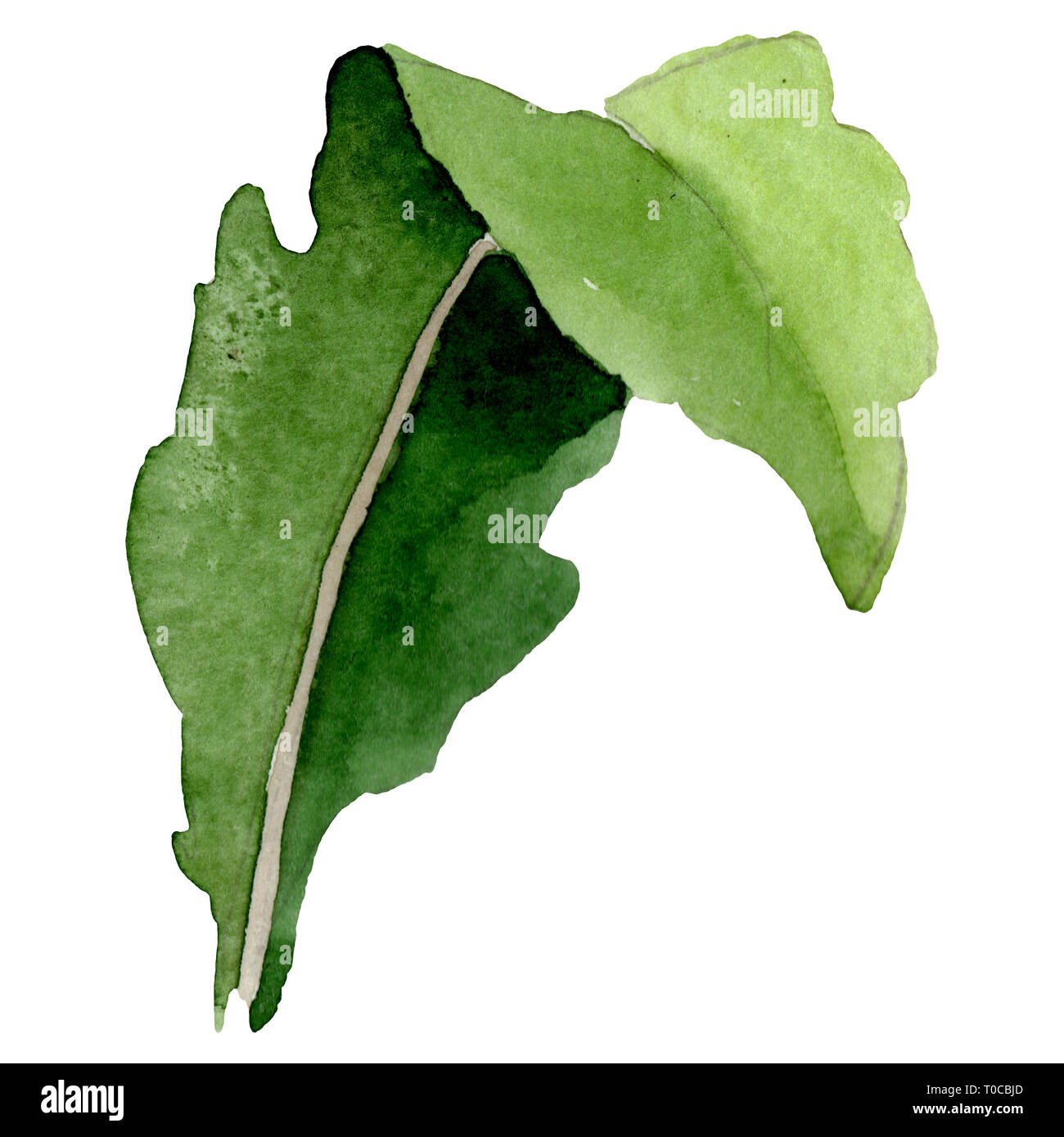 Poppy green leaf. Watercolor background illustration set. Isolated ...