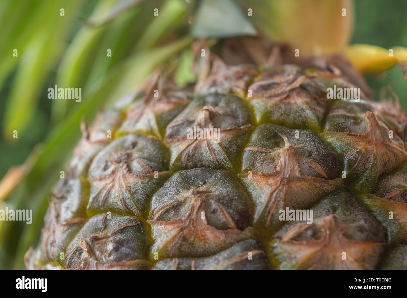 Shell of a pineapple showing clear details and texture Stock Photo - Alamy