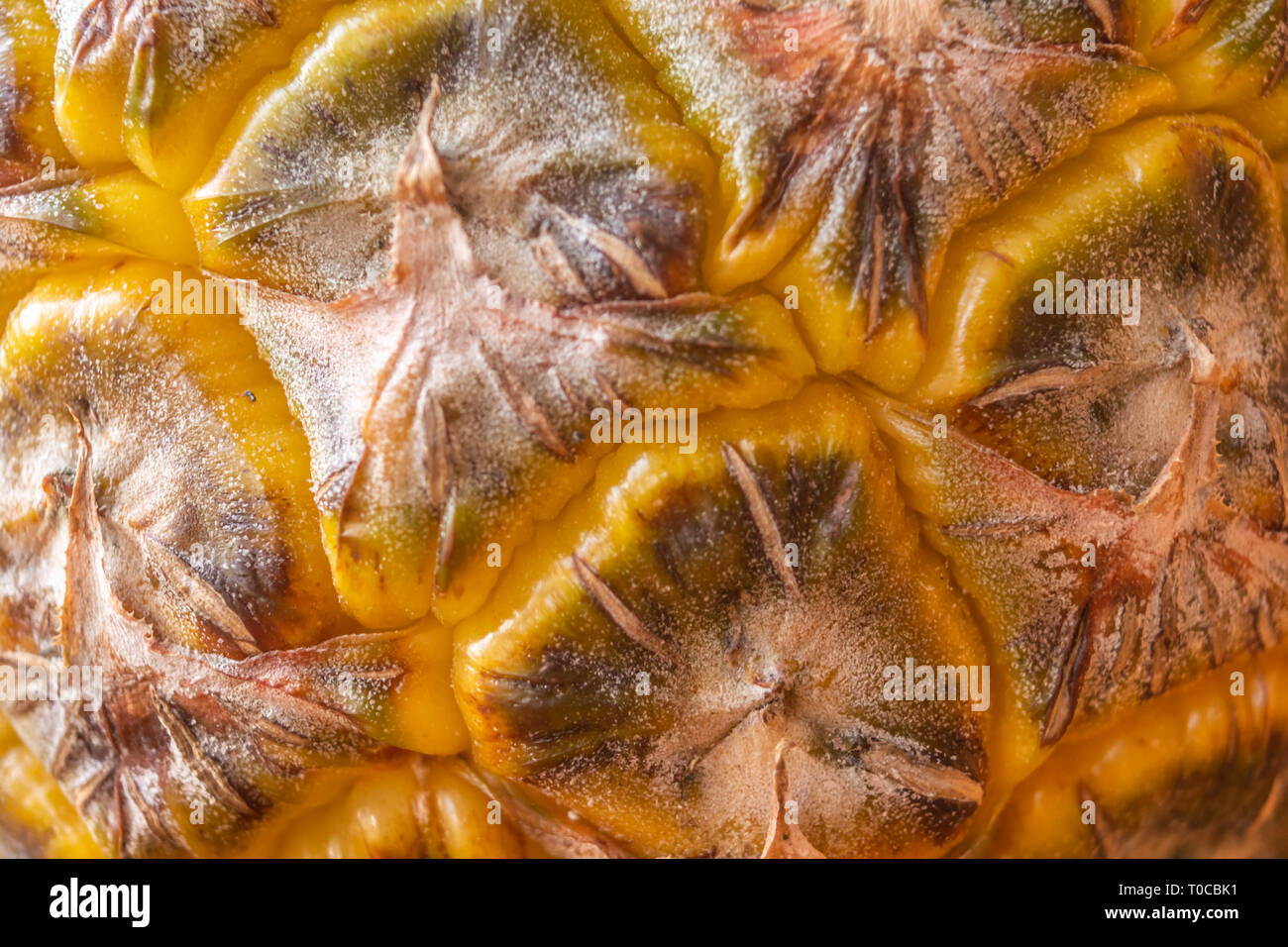 Bright yellow Shell of a pineapple showing clear details and texture ...
