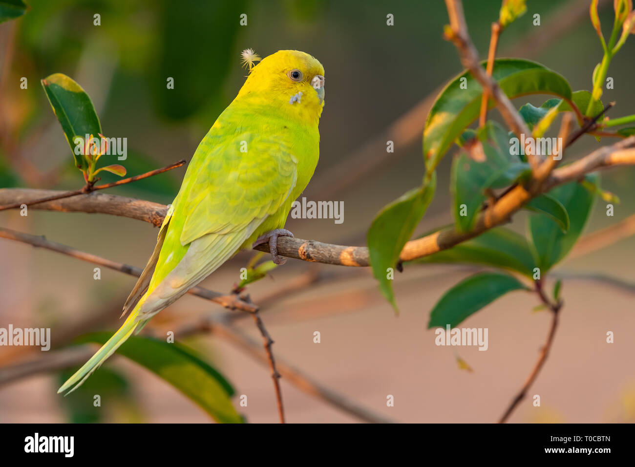 Shell parakeet hi-res stock photography and images - Alamy