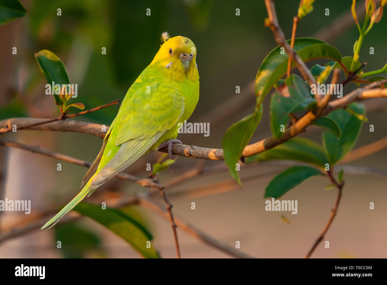 Yellow shell parakeet perching on a perch Stock Photo - Alamy