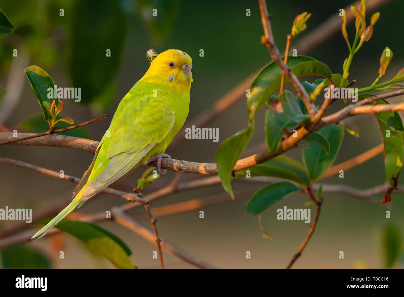Shell parakeet hi-res stock photography and images - Alamy