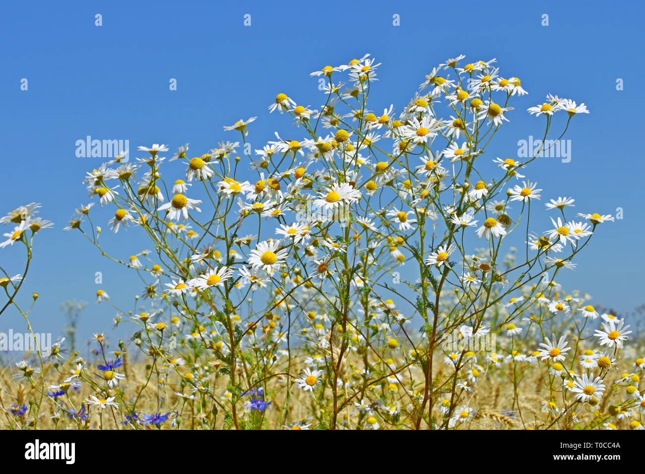 A lot of wild daisies or Chamomile Medicinal (in Latin - Matricaria ...