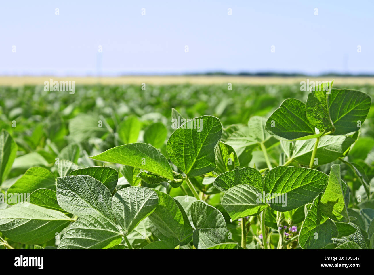 Soybean Field Background