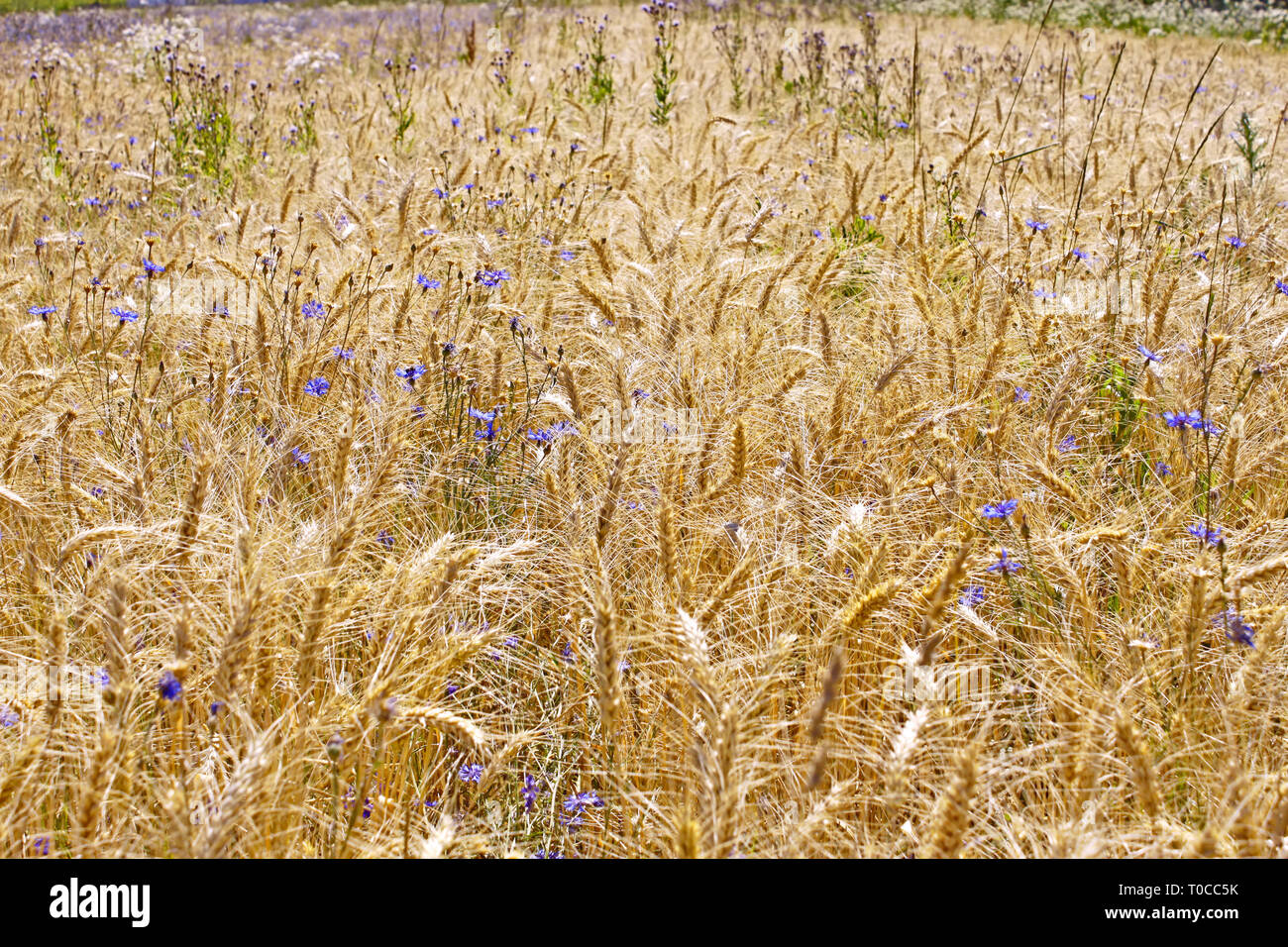 Industrial crop production hi-res stock photography and images - Alamy