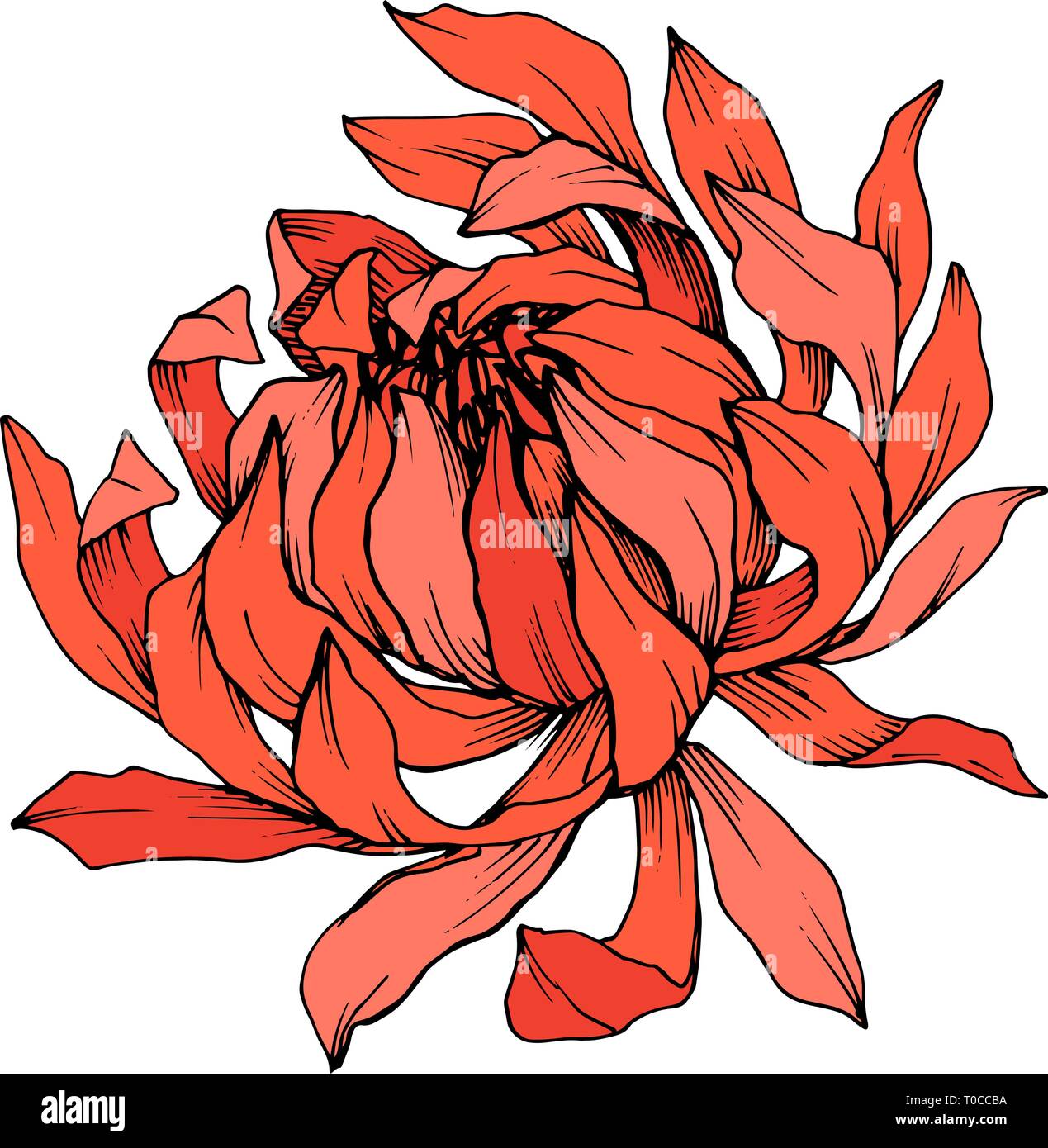 Vector Red Chrysanthemum floral botanical flowers. Engraved ink art ...