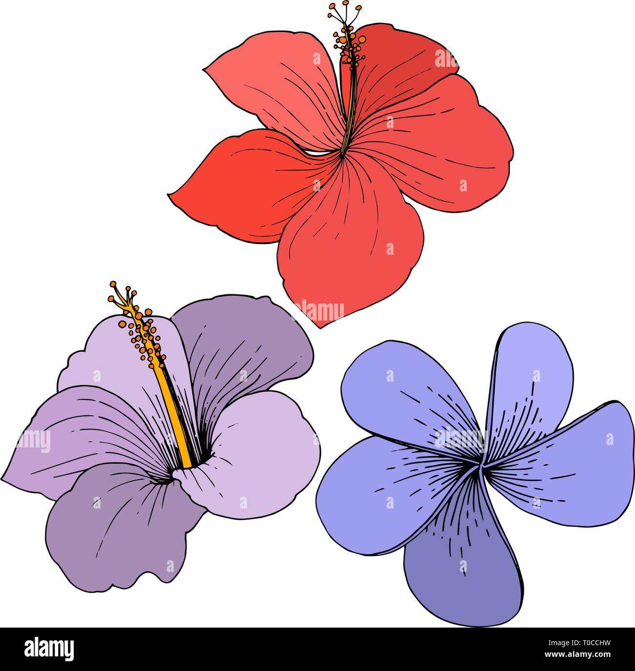 Vector Hibiscus floral tropical flowers. Engraved ink art. Isolated hibiscus illustration ...