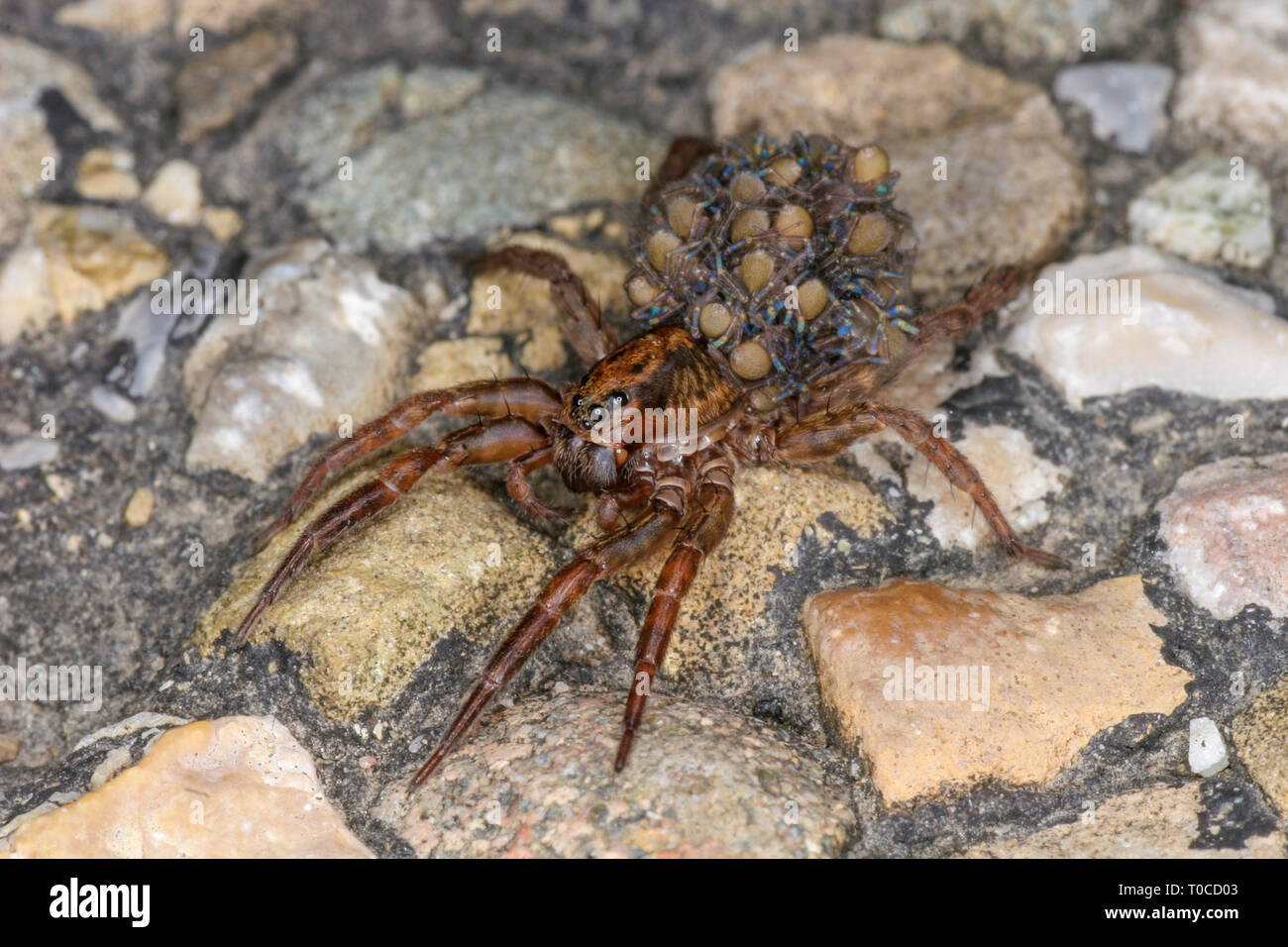 A wolf spider with many small spiders on its back. Little mother spider ...