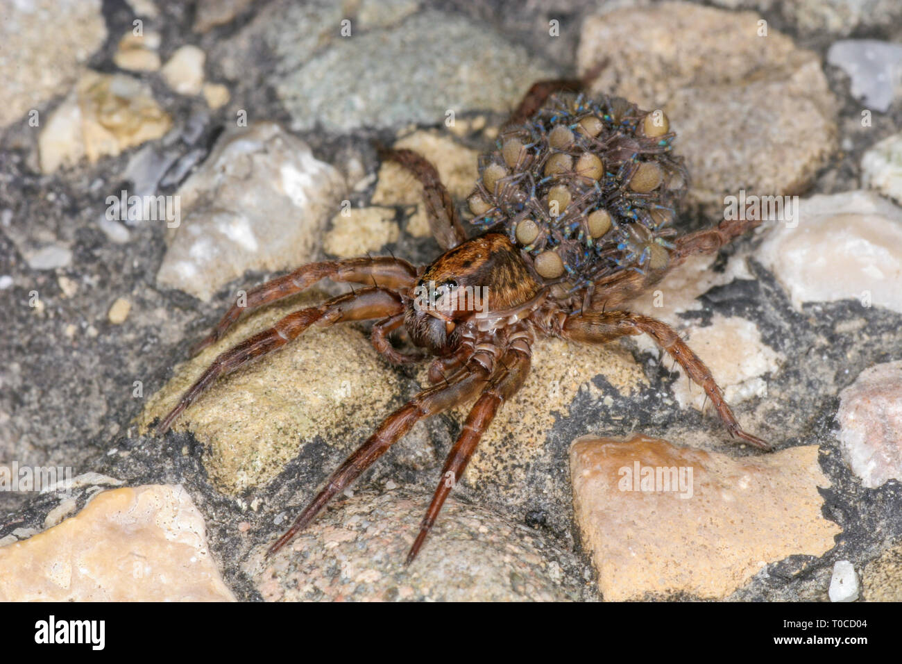 A wolf spider with many small spiders on its back. Little mother spider ...