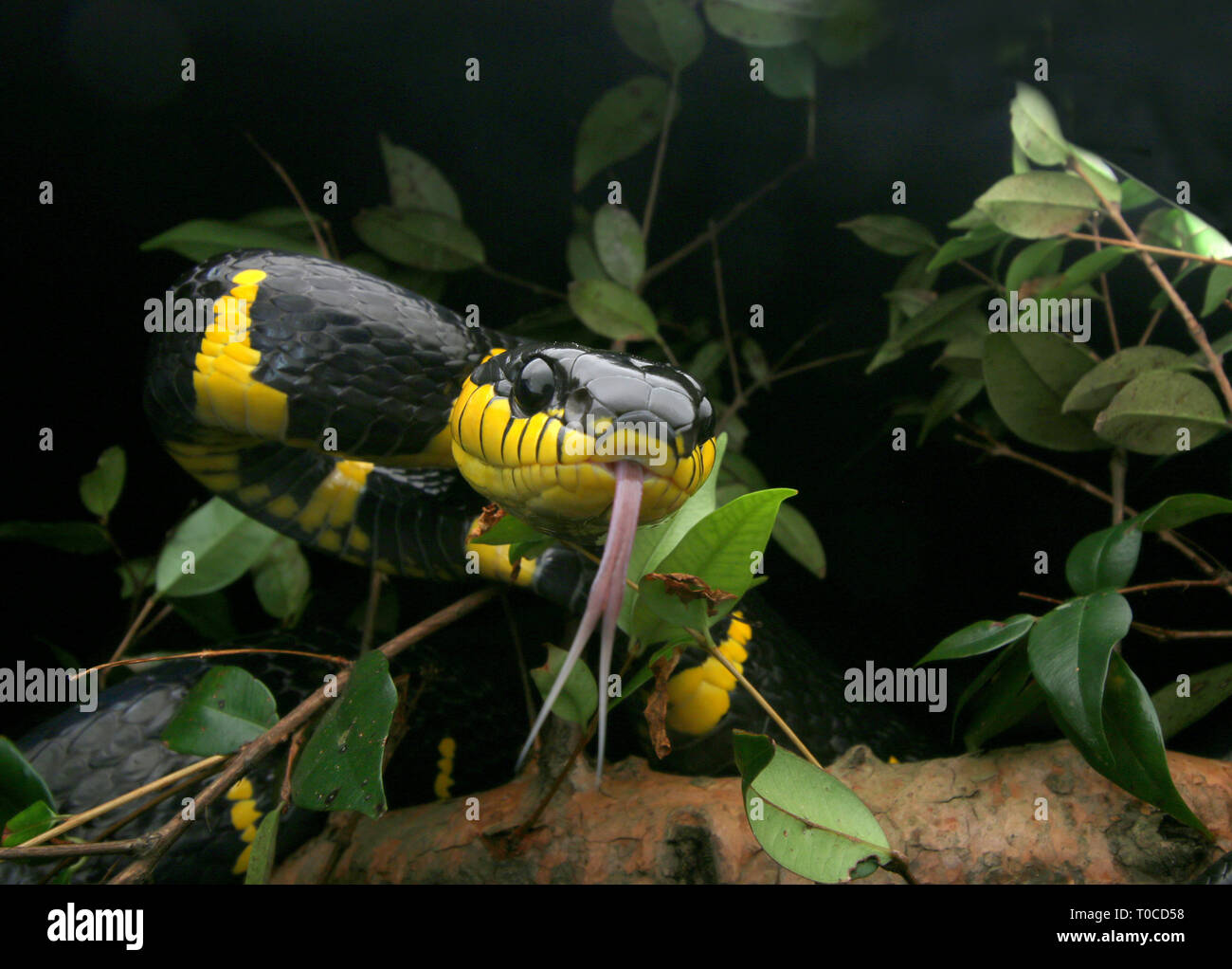 Mangrove Cat Snake Stock Photo - Alamy