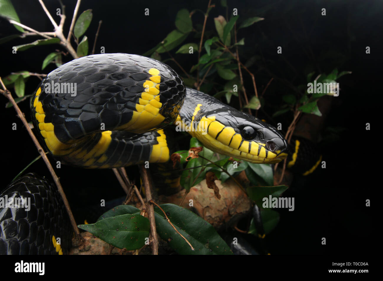 Mangrove Cat Snake Stock Photo - Alamy