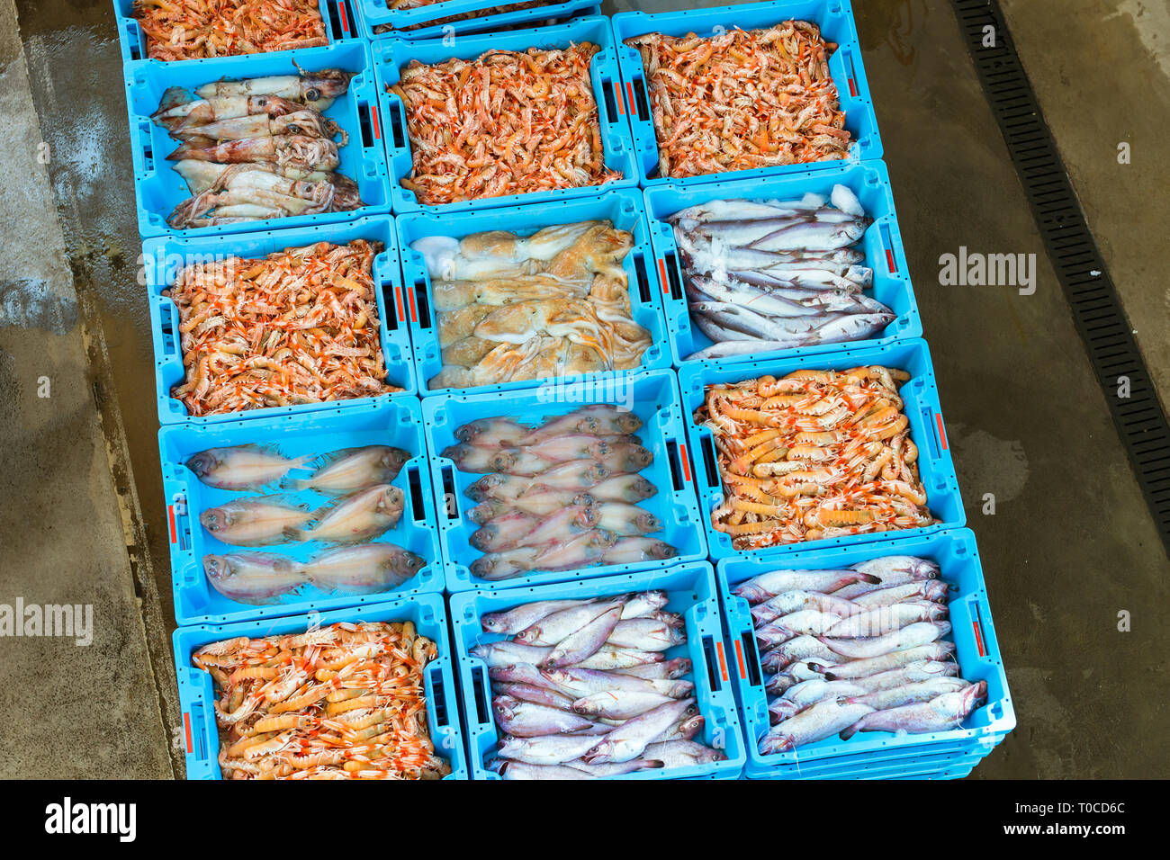 Blue plastic containers with catch of sea fish, shrimp, octopus, squid ...