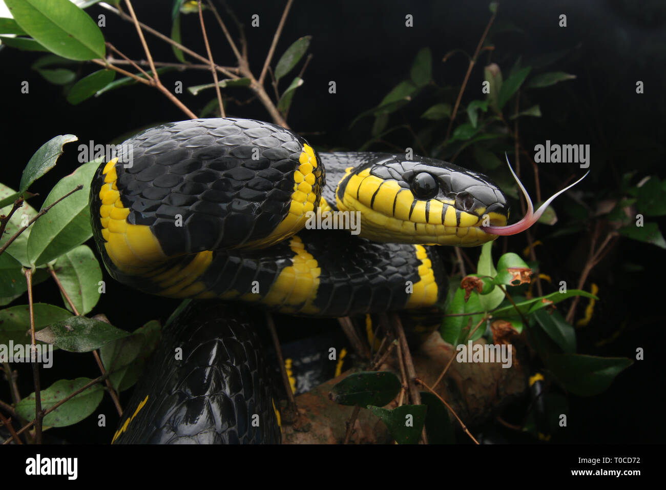 Mildly venomous mangrove cat snake hi-res stock photography and images ...