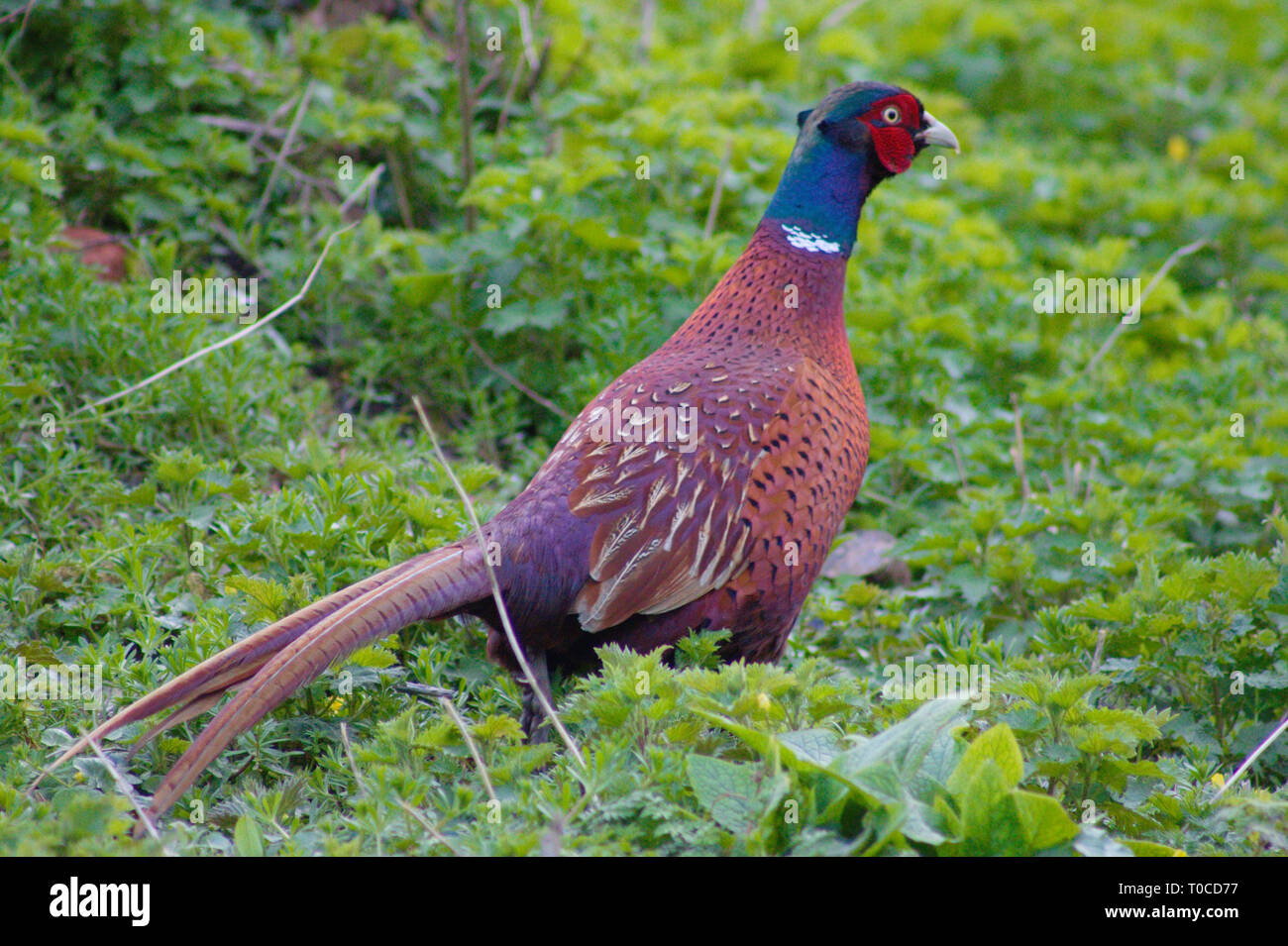 Wild pheasant walking on ground Stock Photo - Alamy
