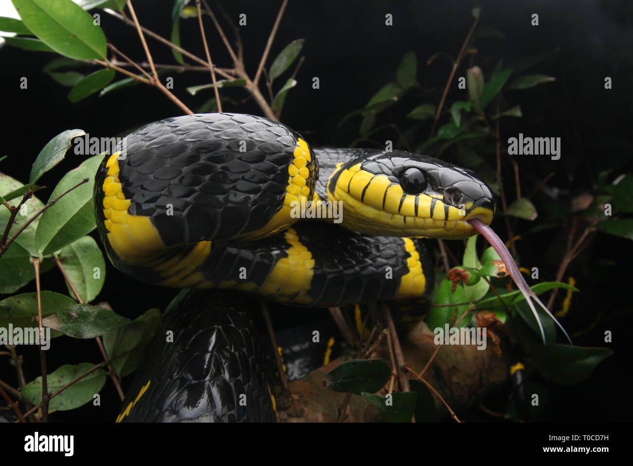 Golden ring cat snake hi-res stock photography and images - Alamy