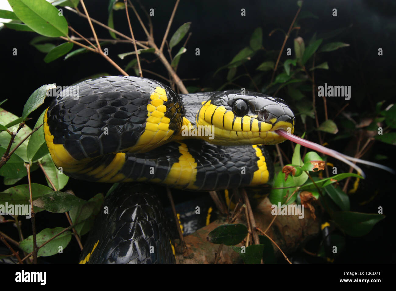 Golden ring cat snake hi-res stock photography and images - Alamy