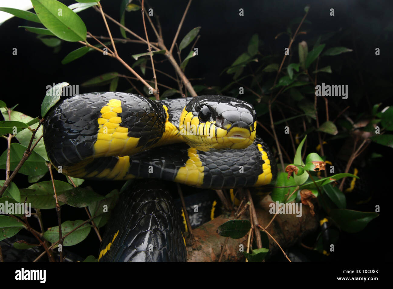 Mangrove Cat Snake Stock Photo - Alamy