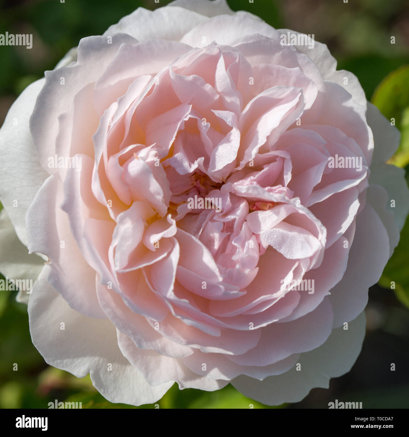 Gentle hermione rose hi-res stock photography and images - Alamy