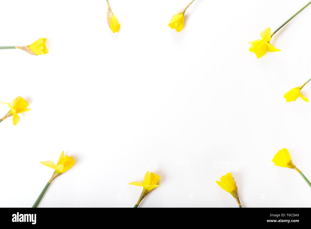 Spring floral border, beautiful fresh daffodils flowers, isolated on ...