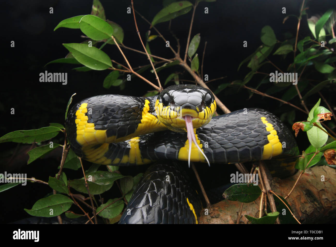 Mangrove Cat Snake Stock Photo - Alamy