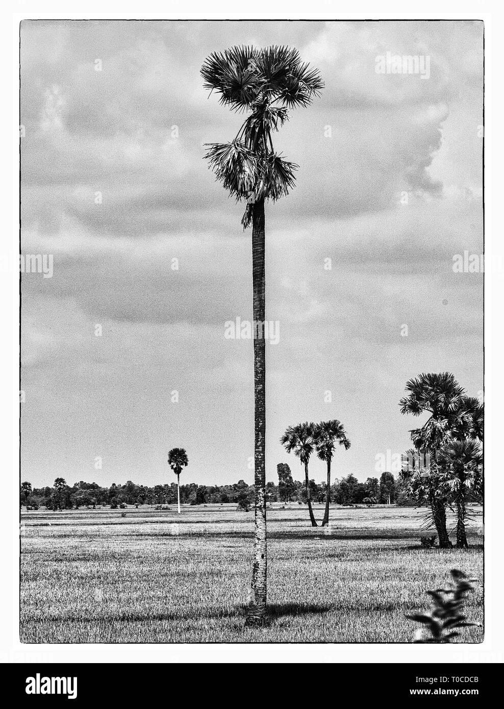 Tropical fields Black and White Stock Photos & Images - Alamy