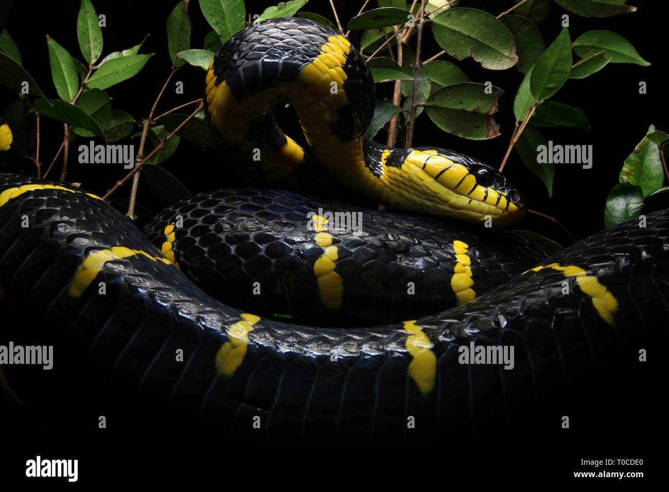 Mangrove Cat Snake Stock Photo - Alamy