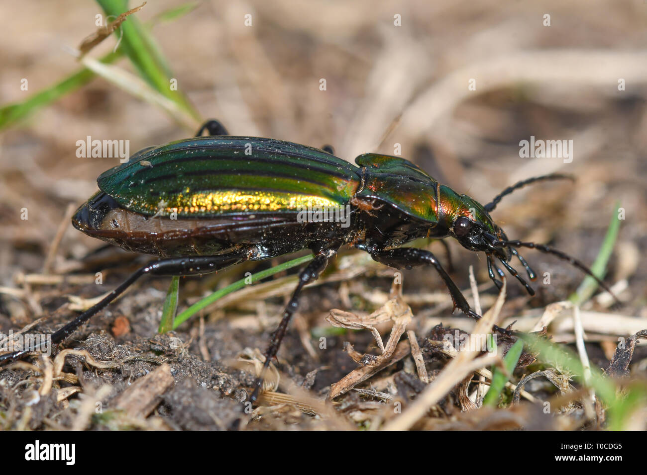 Carabidae beetle hi-res stock photography and images - Alamy