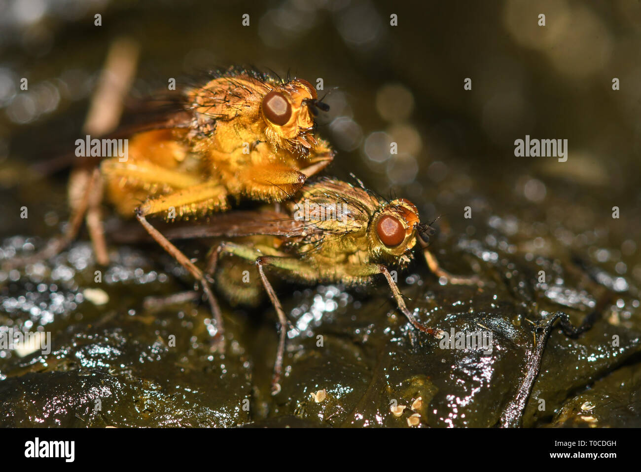 golden dung fly copulating on fresh manure Stock Photo - Alamy