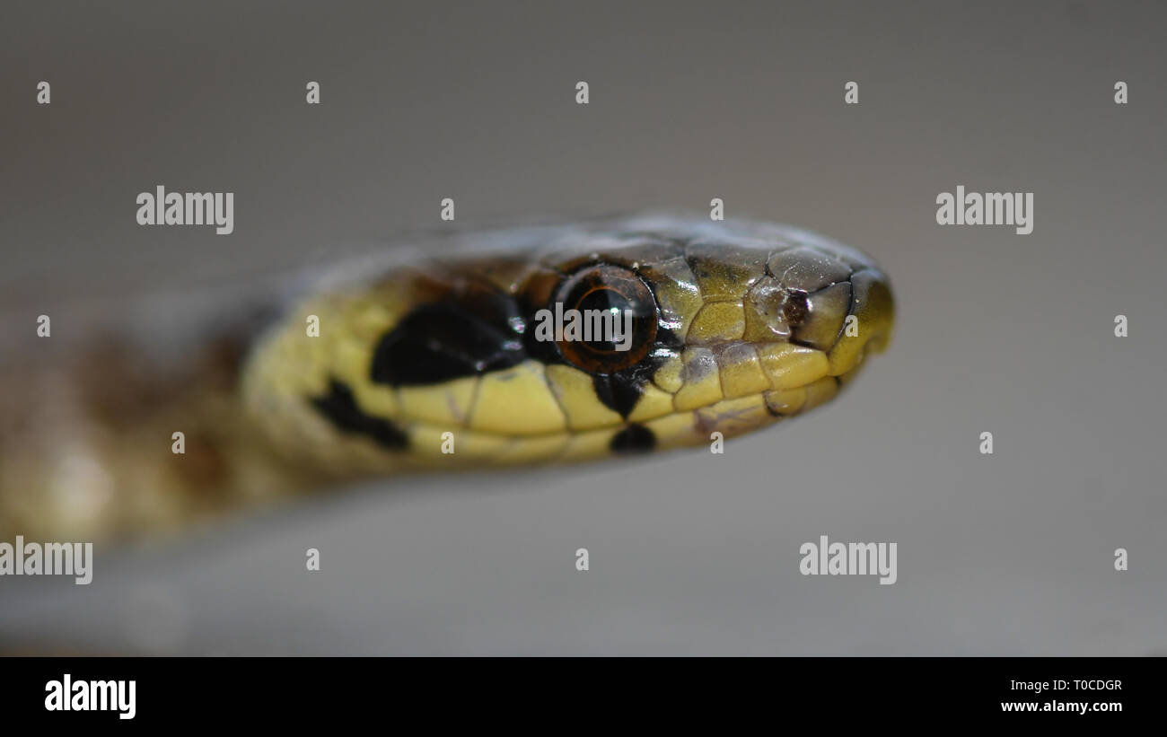 Collar snake hi-res stock photography and images - Alamy