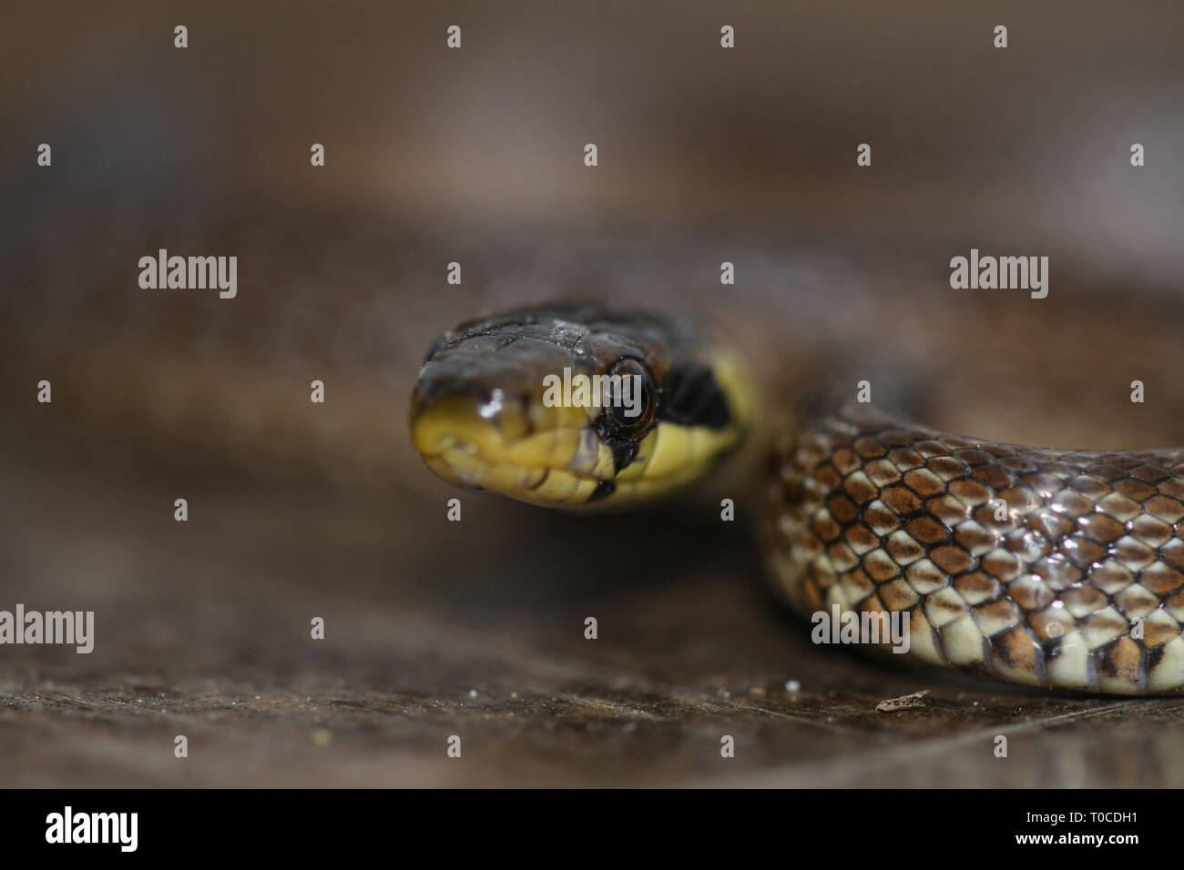 Collar snake hi-res stock photography and images - Alamy