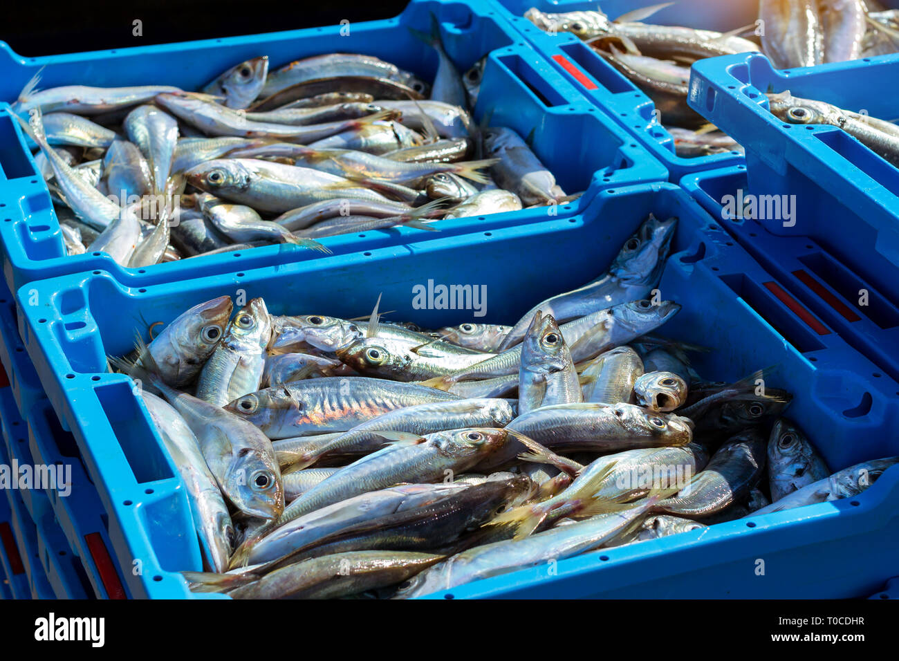Food container for animals hi-res stock photography and images - Alamy