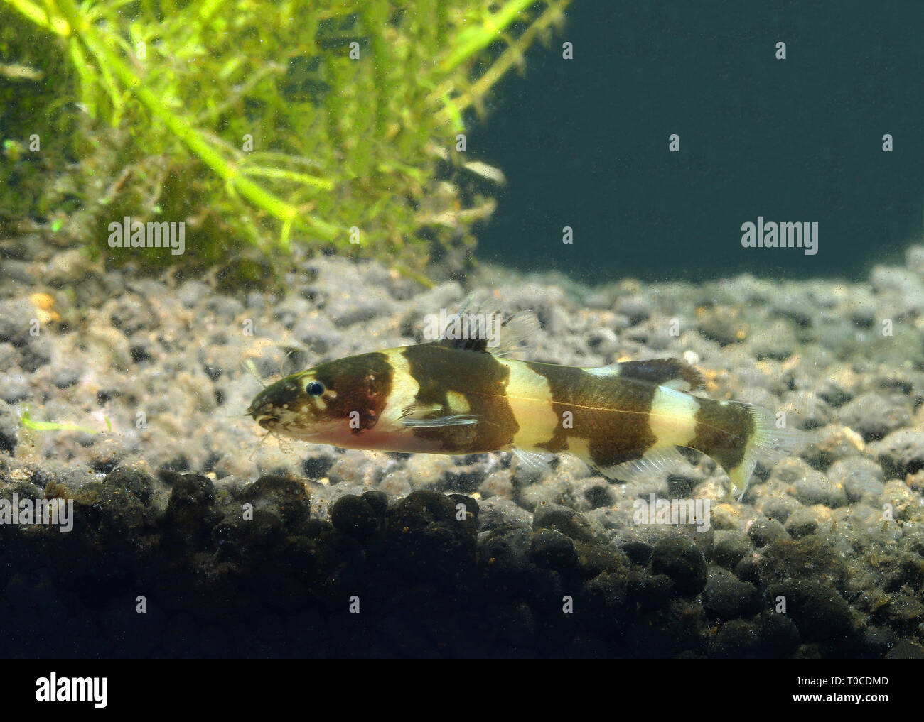 Dwarf bumblebee catfish, Pseudomystus leiacanthus Stock Photo - Alamy