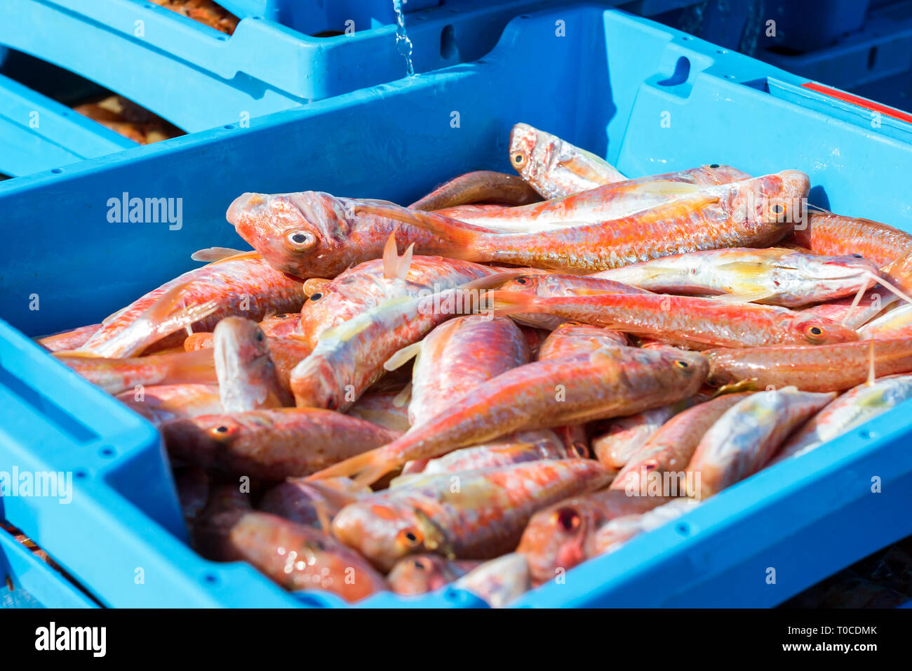 Blue plastic containers with catch of sea fish, ocean delicacies ...