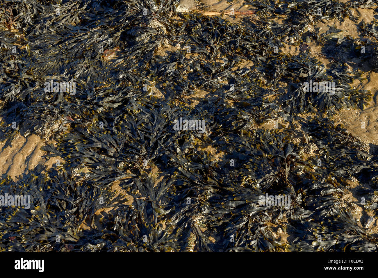 Bladderwrack seaweed on the beach in Beaumaris, Anglesey, North Wales ...