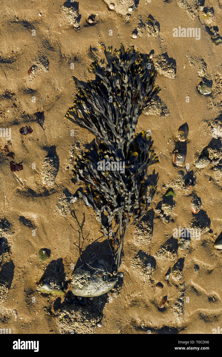Bladderwrack seaweed on the beach in Beaumaris, Anglesey, North Wales ...