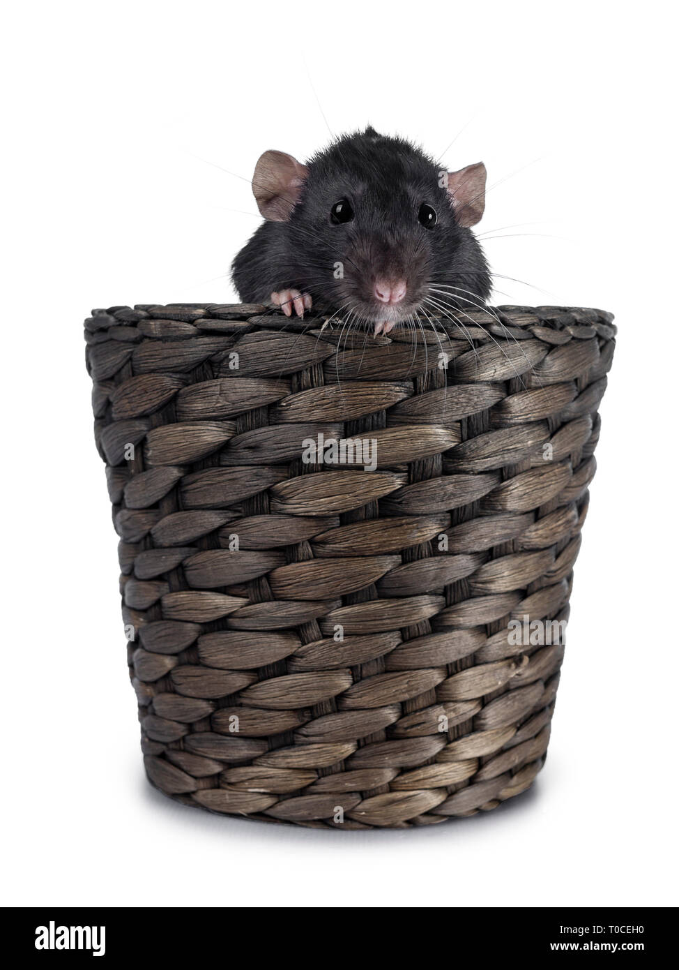 Dumbo Cut Out Stock Images & Pictures - Alamy