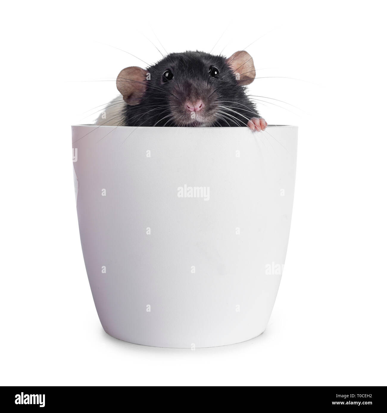 Cute Baby Dumbo Rats