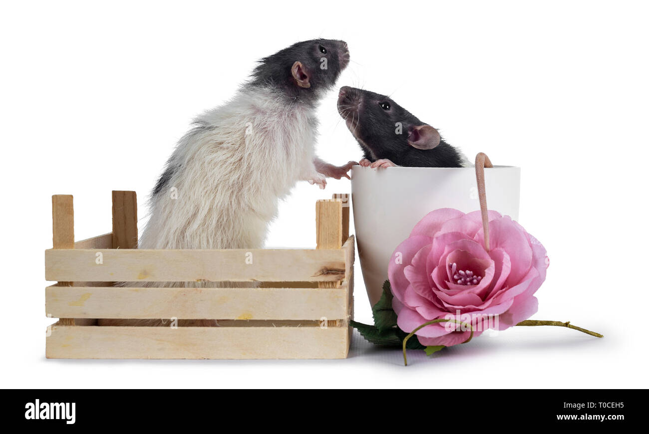 Cute Black And White Rat